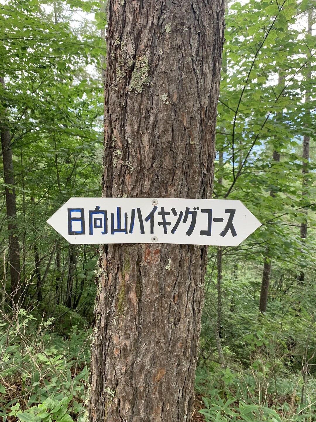 日向山 / NOSUKEさんの雨乞岳の活動データ | YAMAP / ヤマップ