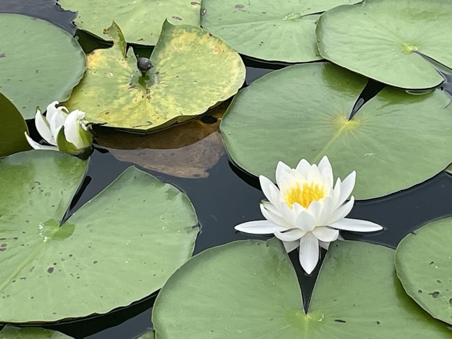 やまなし県央2024 八王子山 / みけみんさんの興因寺山・淡雪山・八王子山の活動データ | YAMAP / ヤマップ