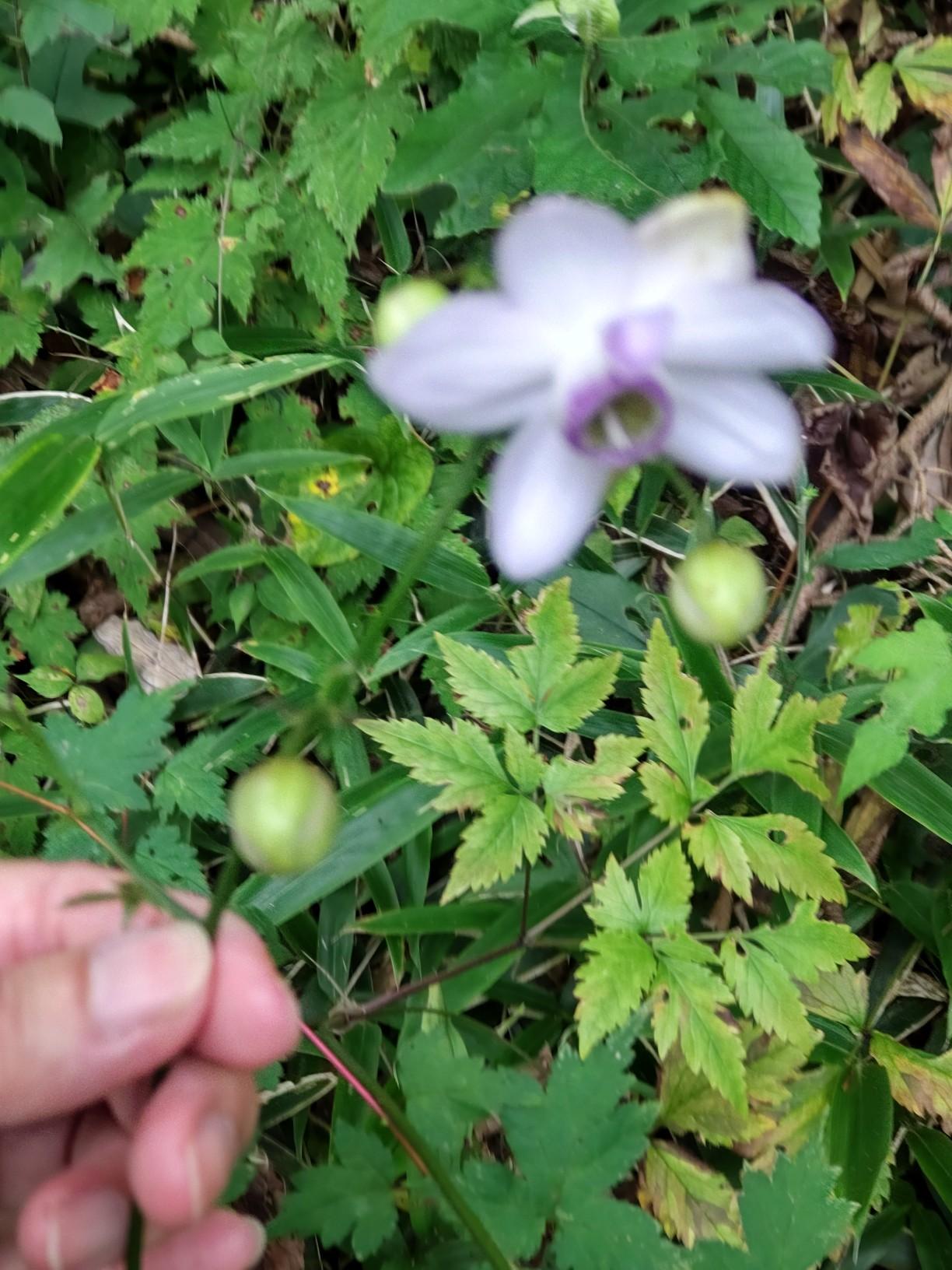 円塚山・御岳山 / みかんさんの大岳山・御岳山・御前山の活動データ | YAMAP / ヤマップ