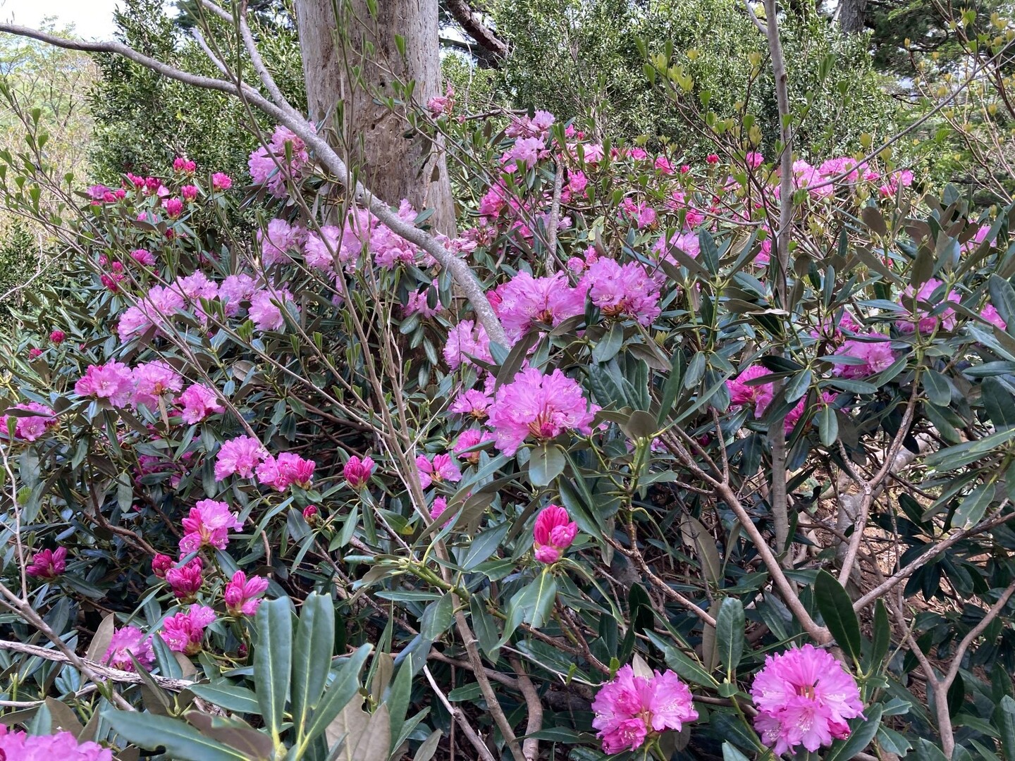 陶石山周回 / mi_chicoさんの大日山・越前大日山（越前甲山）・鈴ヶ岳の活動データ | YAMAP / ヤマップ