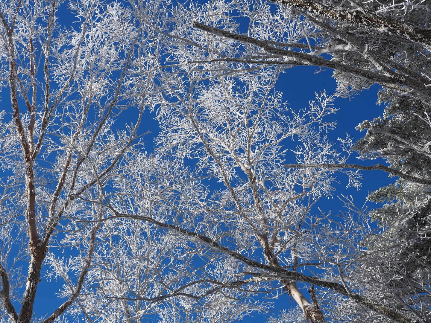 南沢山・横川山（湯舟沢山） / ICHI JUNさんの恵那山・大判山・神坂山の活動データ | YAMAP / ヤマップ