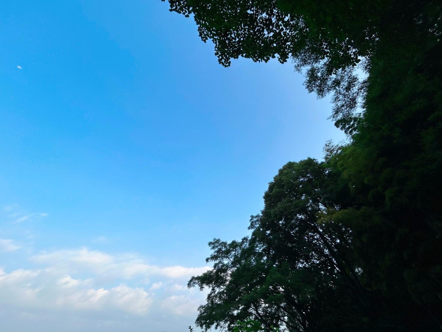 1）朝のキノコ散策に行くと、森の奥... / kazさんのモーメント | YAMAP / ヤマップ