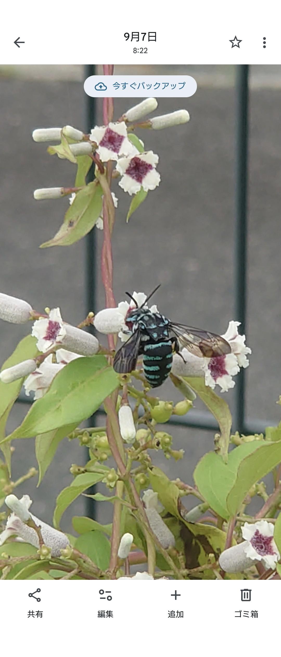 Blue bee🐝💙に会えた銭壺山朝山歩🥾 / Bobにゃんさんの琴石山・三ヶ岳の活動データ | YAMAP / ヤマップ