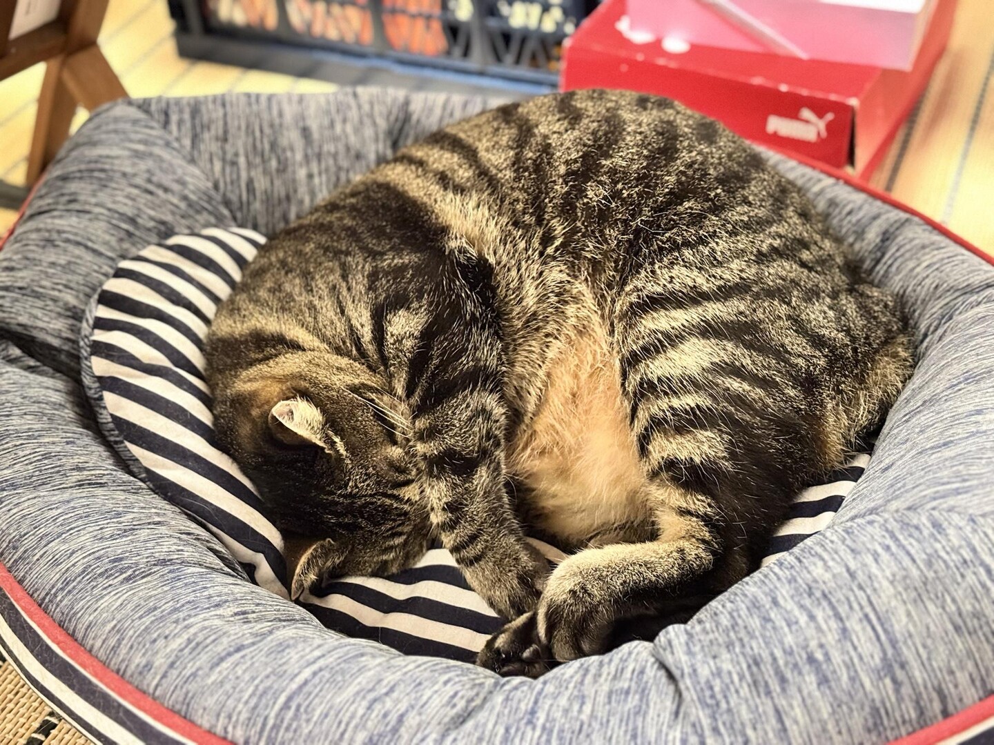 先日は、我が家のネコ様🐱の誕生日でした... / mooさんのモーメント | YAMAP / ヤマップ