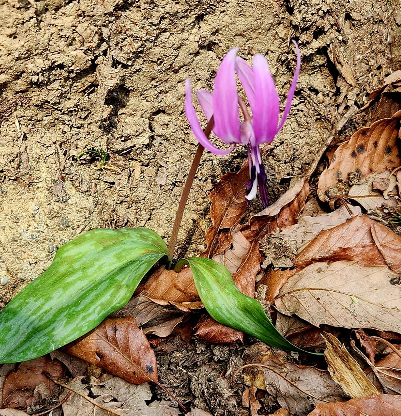 今日も可愛らしいお花に出会えた二上山( *ˊᵕˋ)ﾉ🌸 / chieさんの二上山・大師ヶ岳・摩頂山の活動データ | YAMAP / ヤマップ