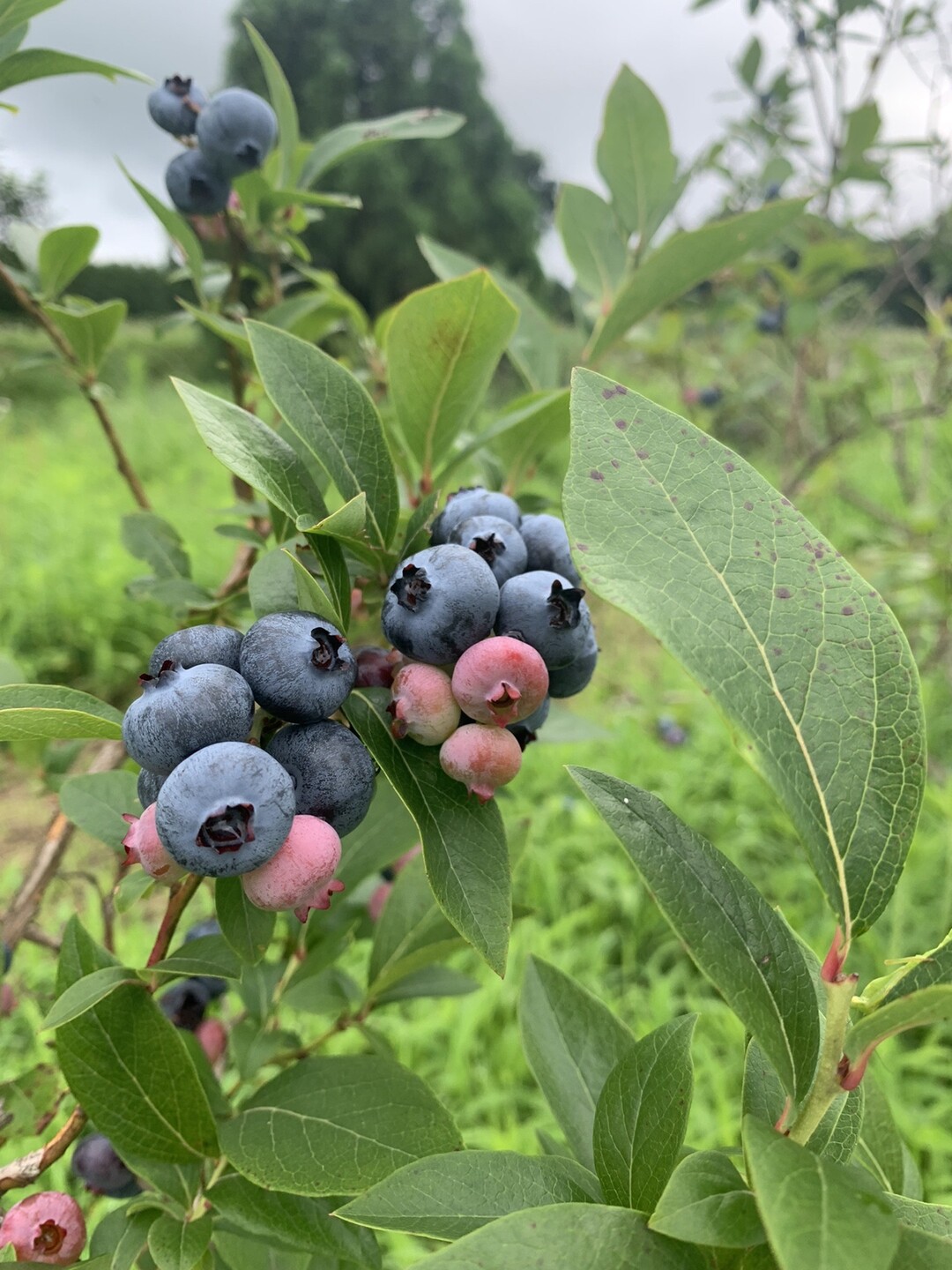 今日もまたブルーベリー狩りに行ってきまし... / nekoさんのモーメント | YAMAP / ヤマップ