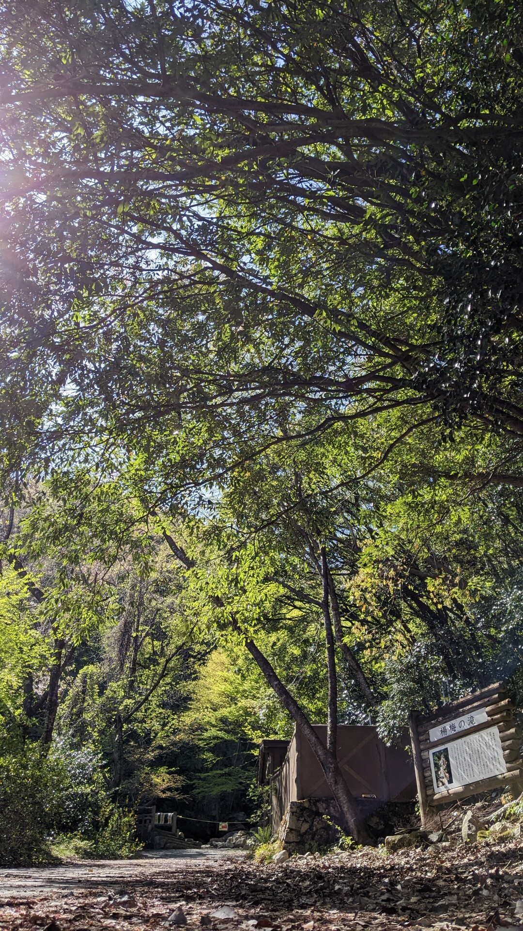 涼峠2022-04-17 / hirohiroさんの比良山地・武奈ヶ岳・釈迦岳の活動データ | YAMAP / ヤマップ