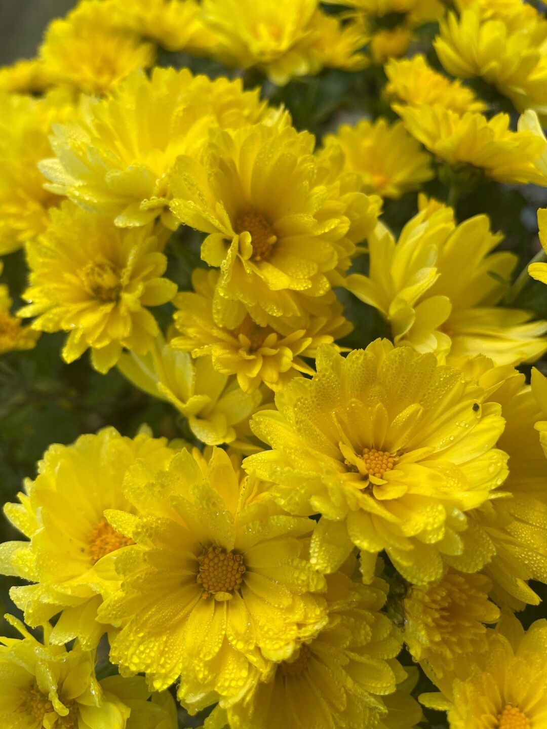 お花便りR4 vol.36 11月に入り... / kaizaさんのモーメント | YAMAP / ヤマップ