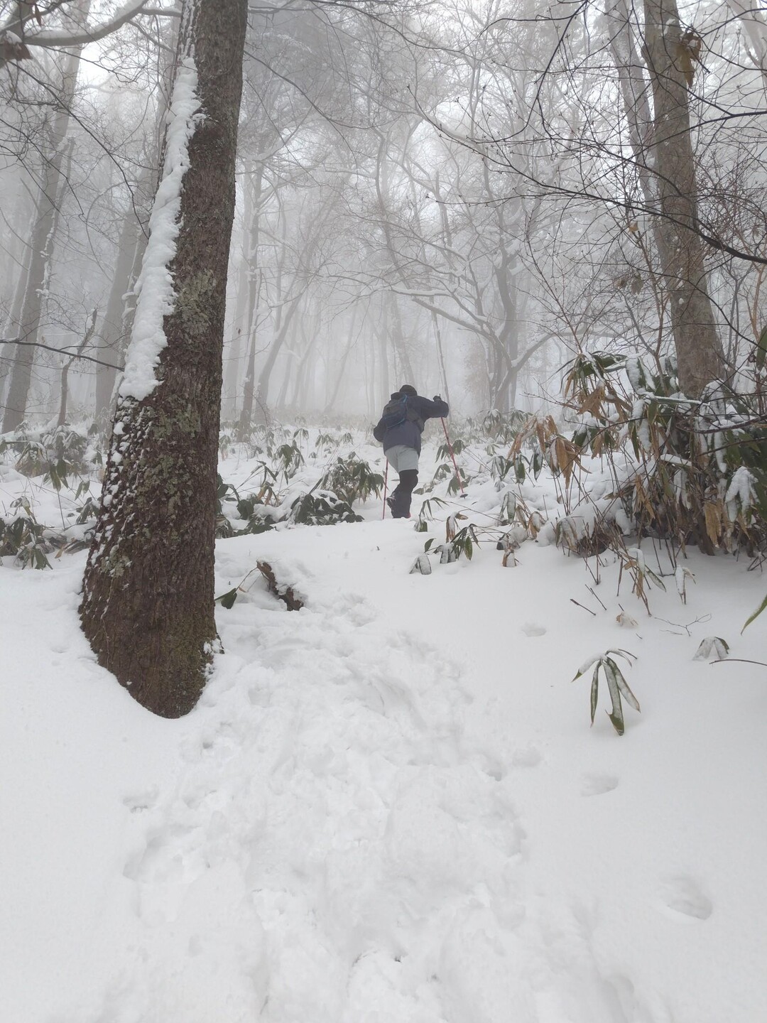 孫三瓶山 / mipotさんの三瓶山・大平山の活動データ | YAMAP / ヤマップ