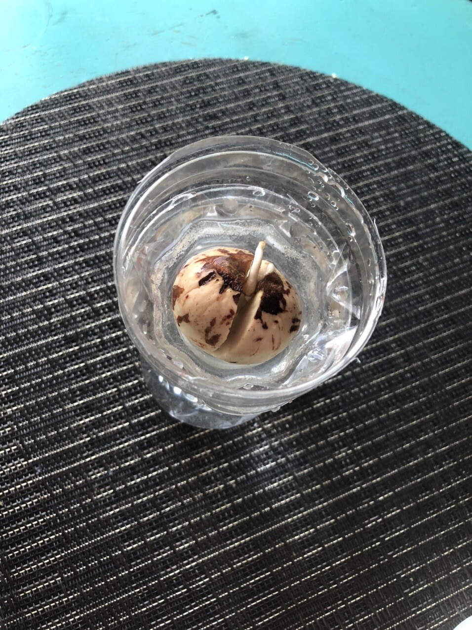 「アボカド🥑」 びっくりした‼️👀... / mint teaさんのモーメント | YAMAP / ヤマップ