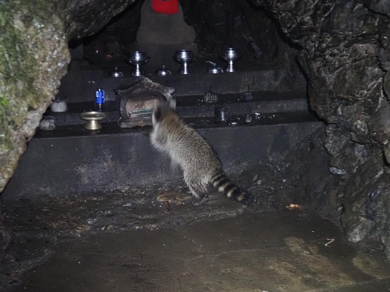 【お参りするアライグマさん】 高尾山6... / wao→わおさんのモーメント | YAMAP / ヤマップ