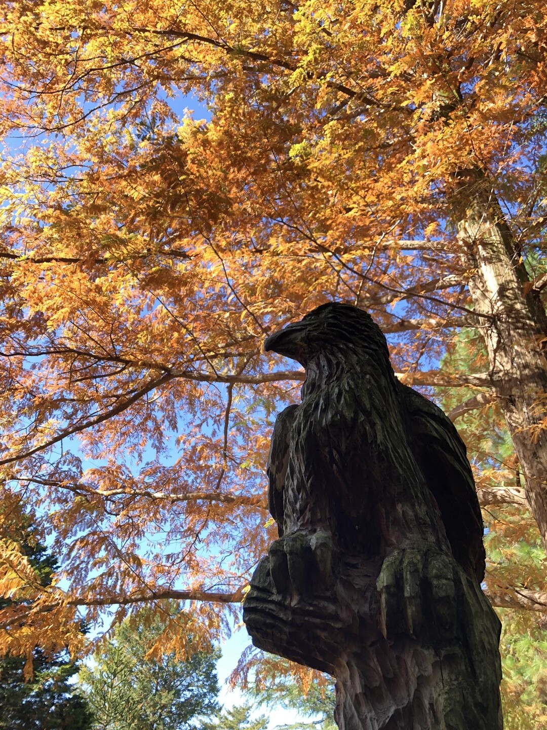 2 国営武蔵丘陵森林公園 / おのきょうPHさんの熊谷市の活動日記 | YAMAP / ヤマップ