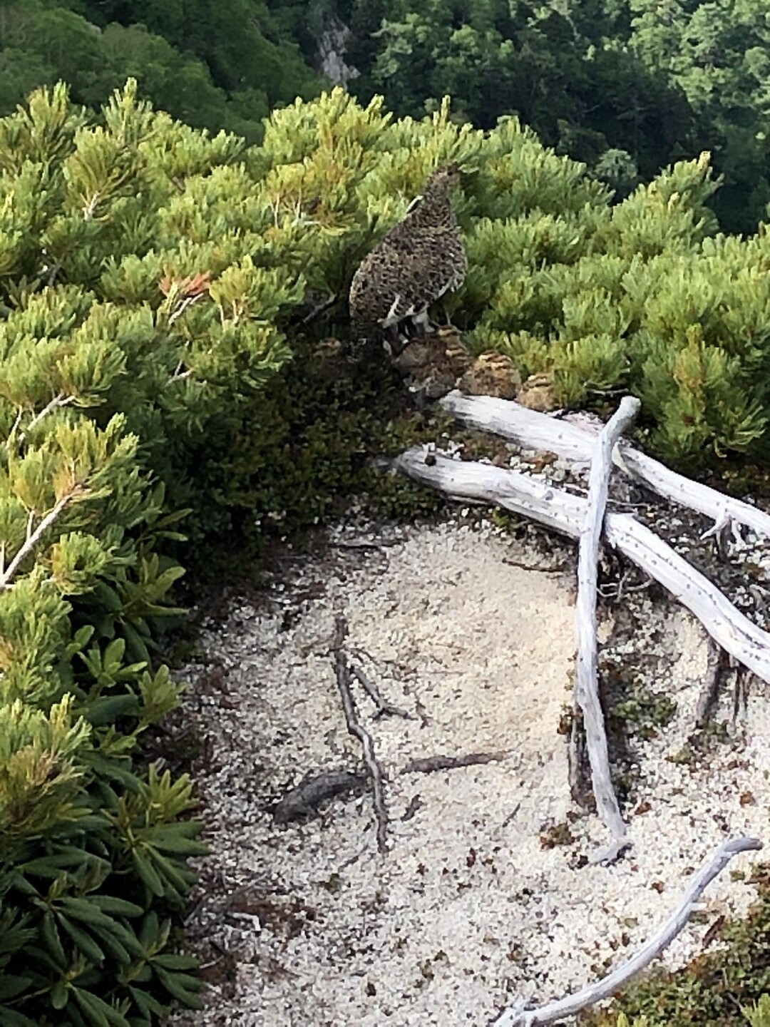燕岳・北燕岳 &燕山荘 / 883XLerさんの燕岳・餓鬼岳・唐沢岳の活動データ | YAMAP / ヤマップ