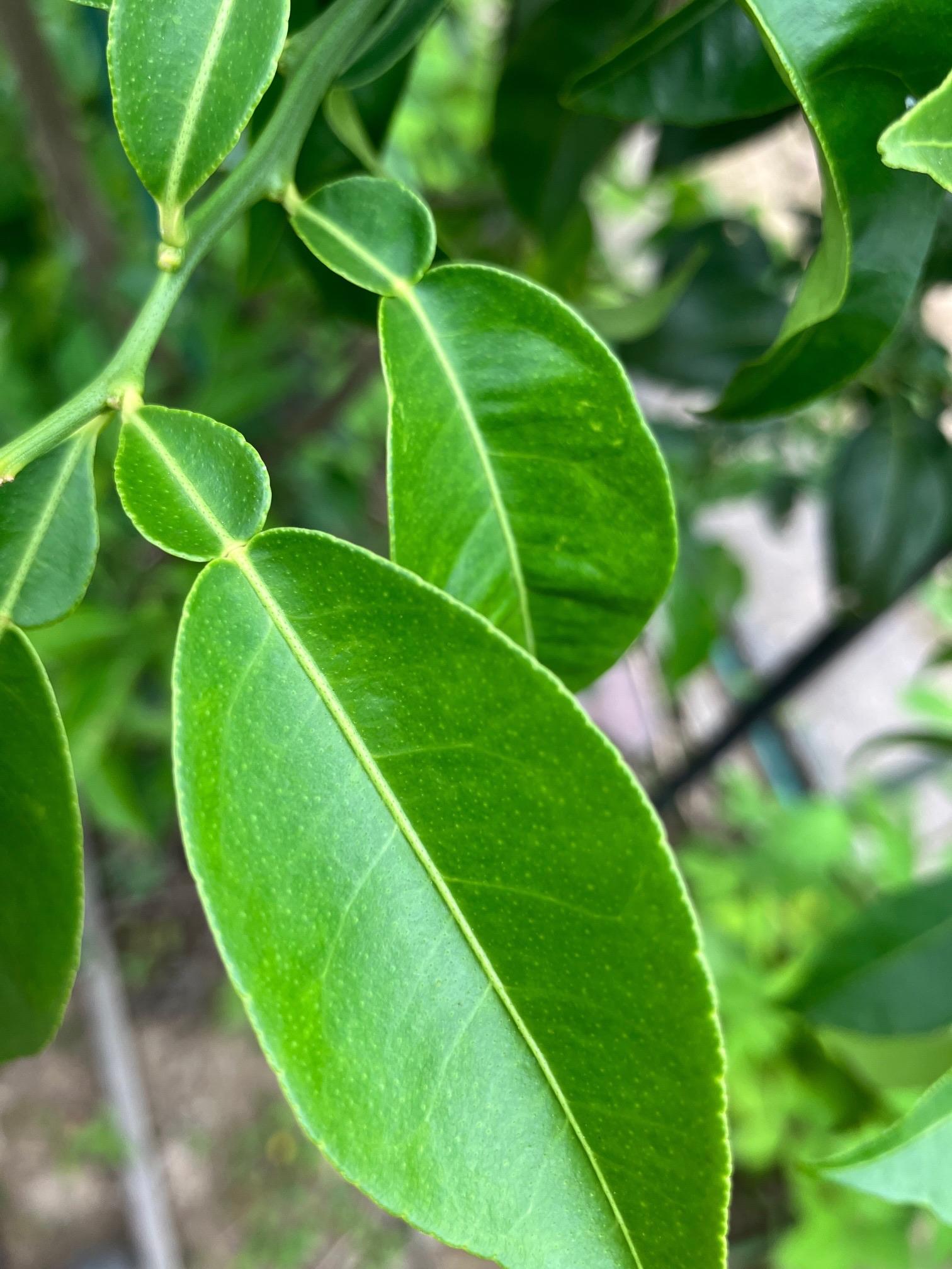 柚子の葉っぱって可愛いね🌱(^^)大小... / pongoさんのモーメント | YAMAP / ヤマップ