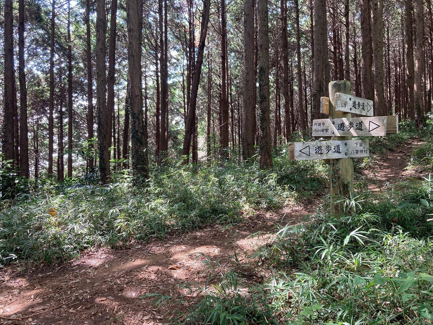 taoさんの投稿したフィールドメモ | YAMAP / ヤマップ