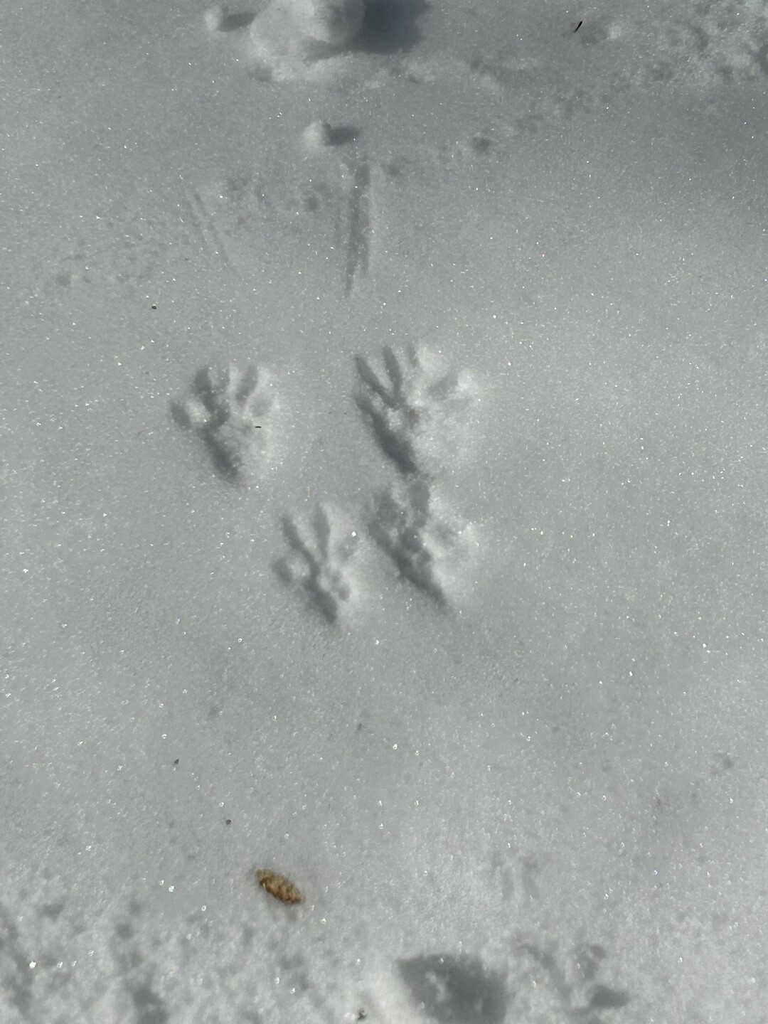蔵王野鳥の森スノートレッキング / carolさんの蔵王山・雁戸山・不忘山の活動データ | YAMAP / ヤマップ