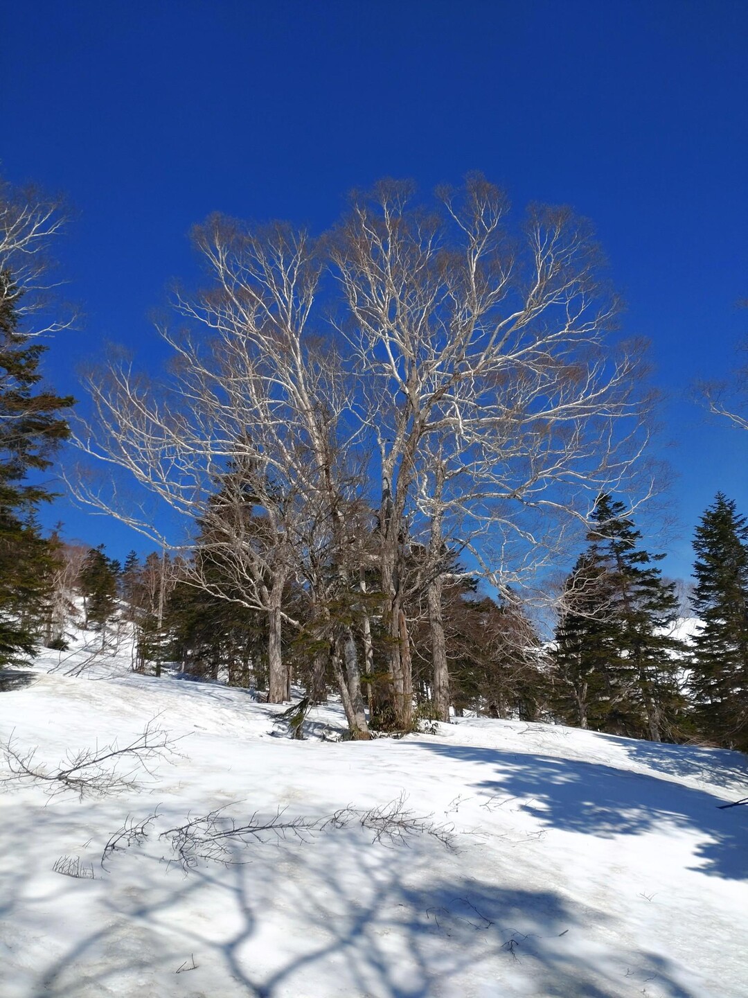 早春の至仏山 17-1 / P-kanさんの尾瀬・至仏山・悪沢岳・笠ヶ岳の活動データ | YAMAP / ヤマップ