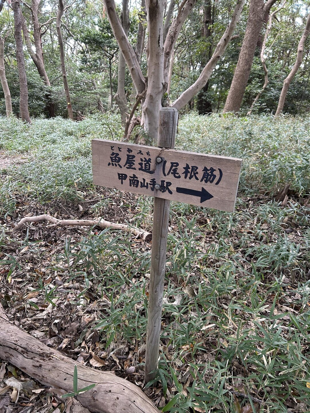 魚屋道登山口から金鳥山〜保久良神社⭐︎ / hitomiさんの六甲山・長峰山・摩耶山の活動データ | YAMAP / ヤマップ