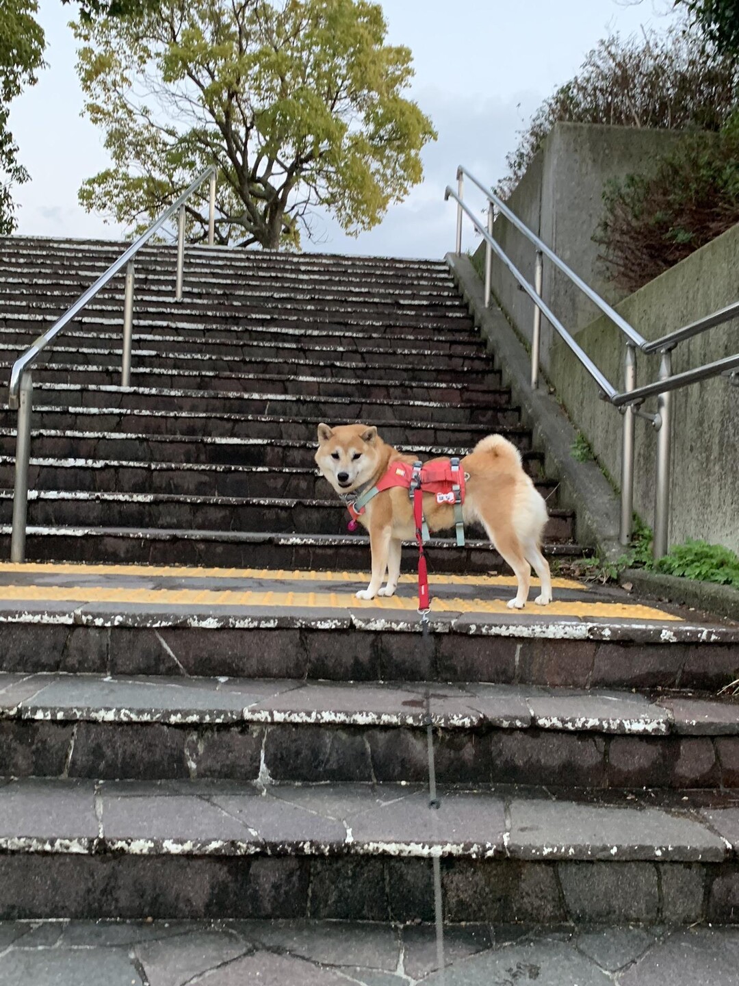 2023年最後の🐕はな散歩（狭山池） ... / HANAパパさんのモーメント | YAMAP / ヤマップ