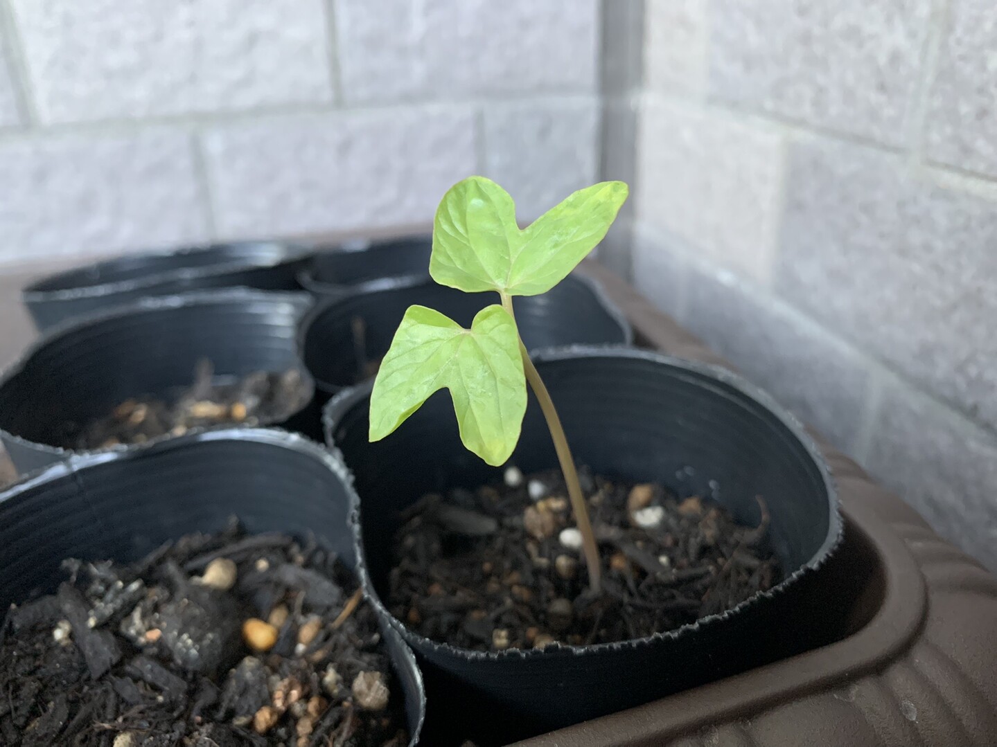 今朝の小輪朝顔。 やはり芽はひとつ🌱 ... / ポクママさんのモーメント | YAMAP / ヤマップ