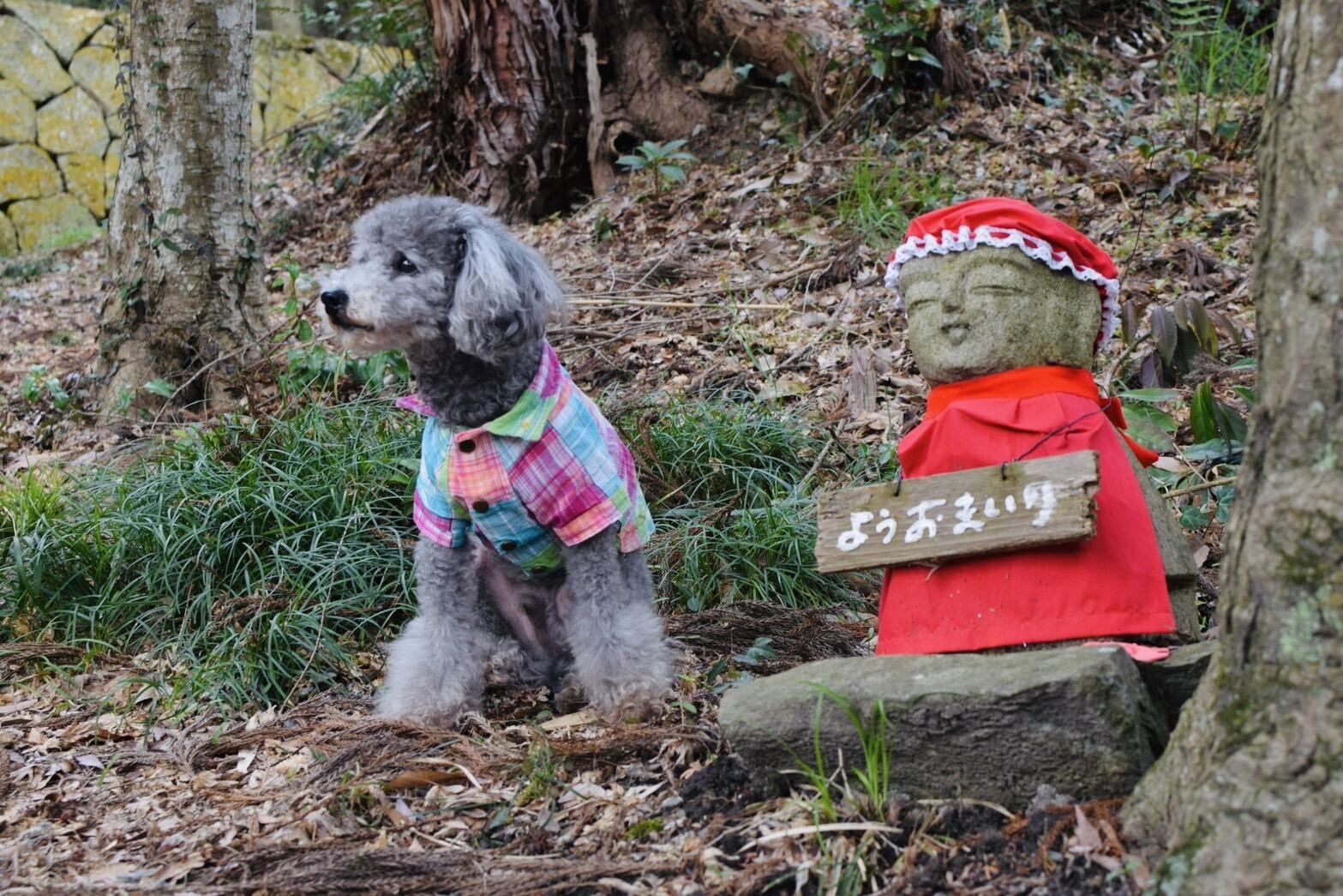 【伽耶院】（兵庫県三木市） 愛犬家さんに... / Nori・Mizunoさんのモーメント | YAMAP / ヤマップ