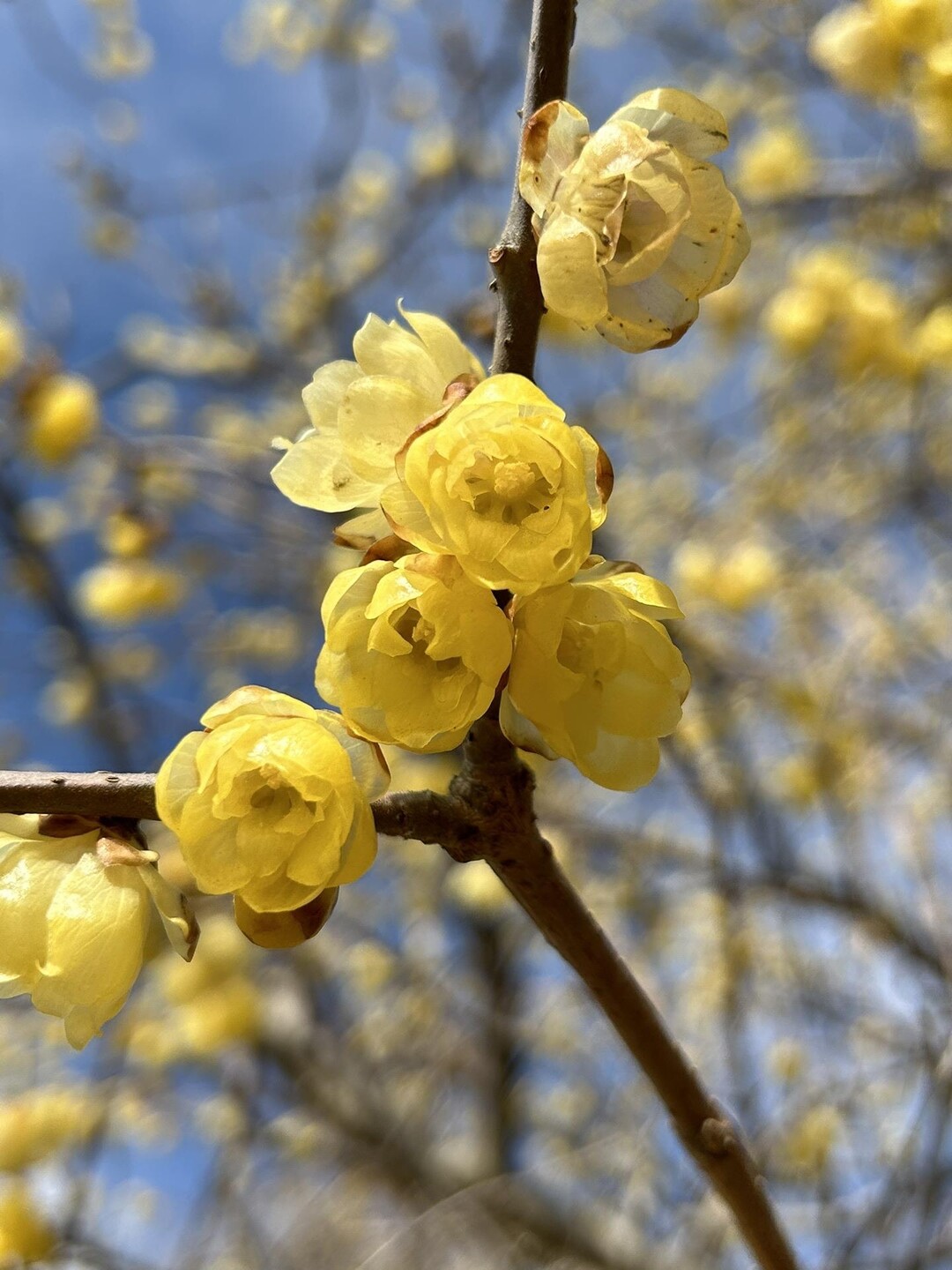 シダンゴ山〜寄のロウバイ🌼満開 / yayoさんの高松山・大野山の活動データ | YAMAP / ヤマップ