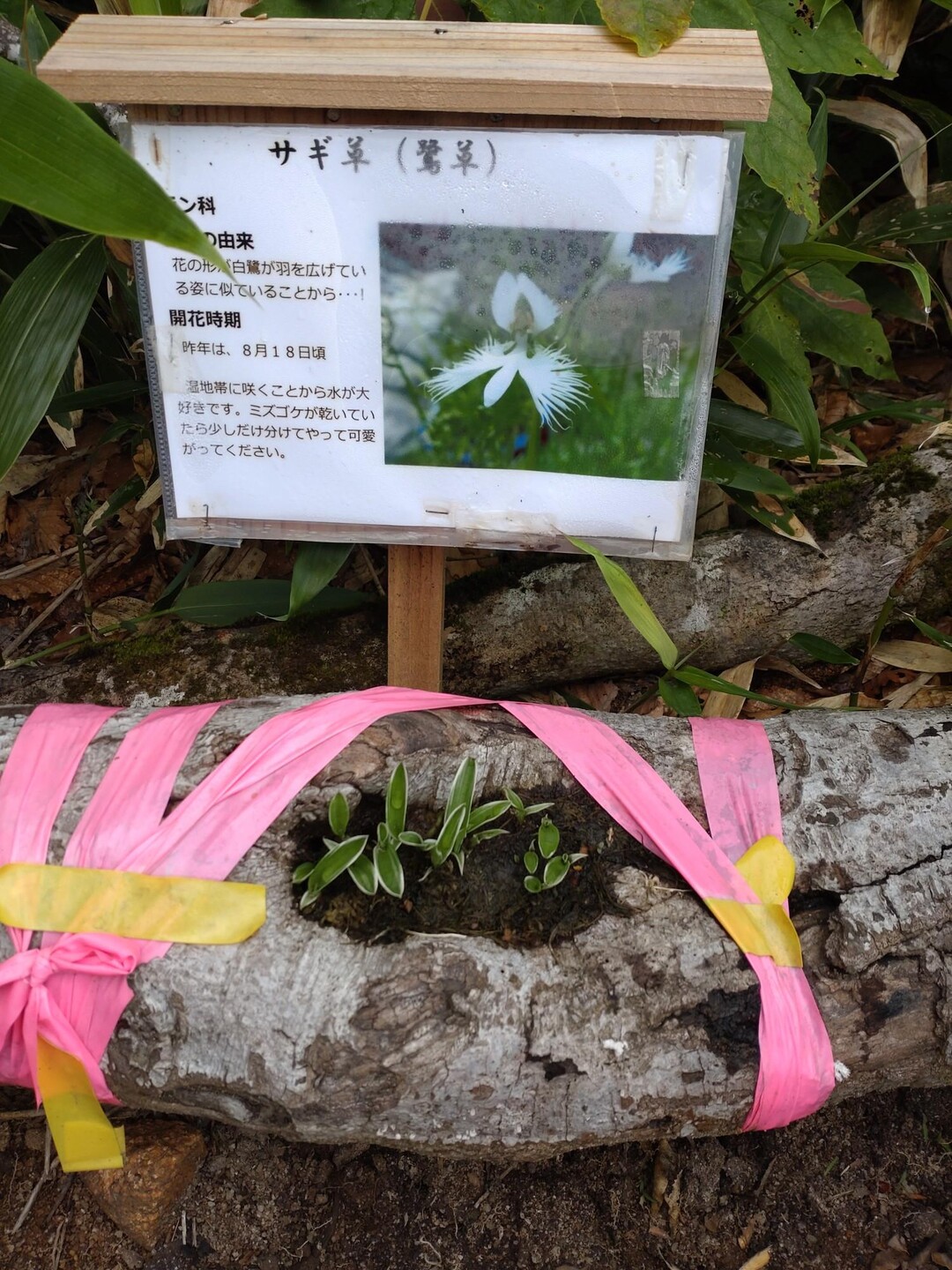 五頭山 25-7 / P-kanさんの五頭山・菱ヶ岳・宝珠山の活動データ | YAMAP / ヤマップ