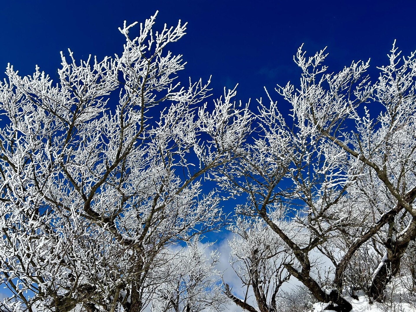 大倉から塔ノ岳ピストン / ririさんの塔ノ岳・丹沢山・蛭ヶ岳の活動日記 | YAMAP / ヤマップ
