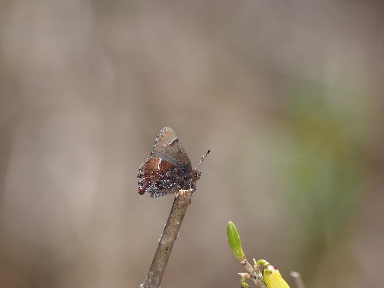 春だけ見られる蝶、コツバメです。 / JICKさんのモーメント | YAMAP / ヤマップ