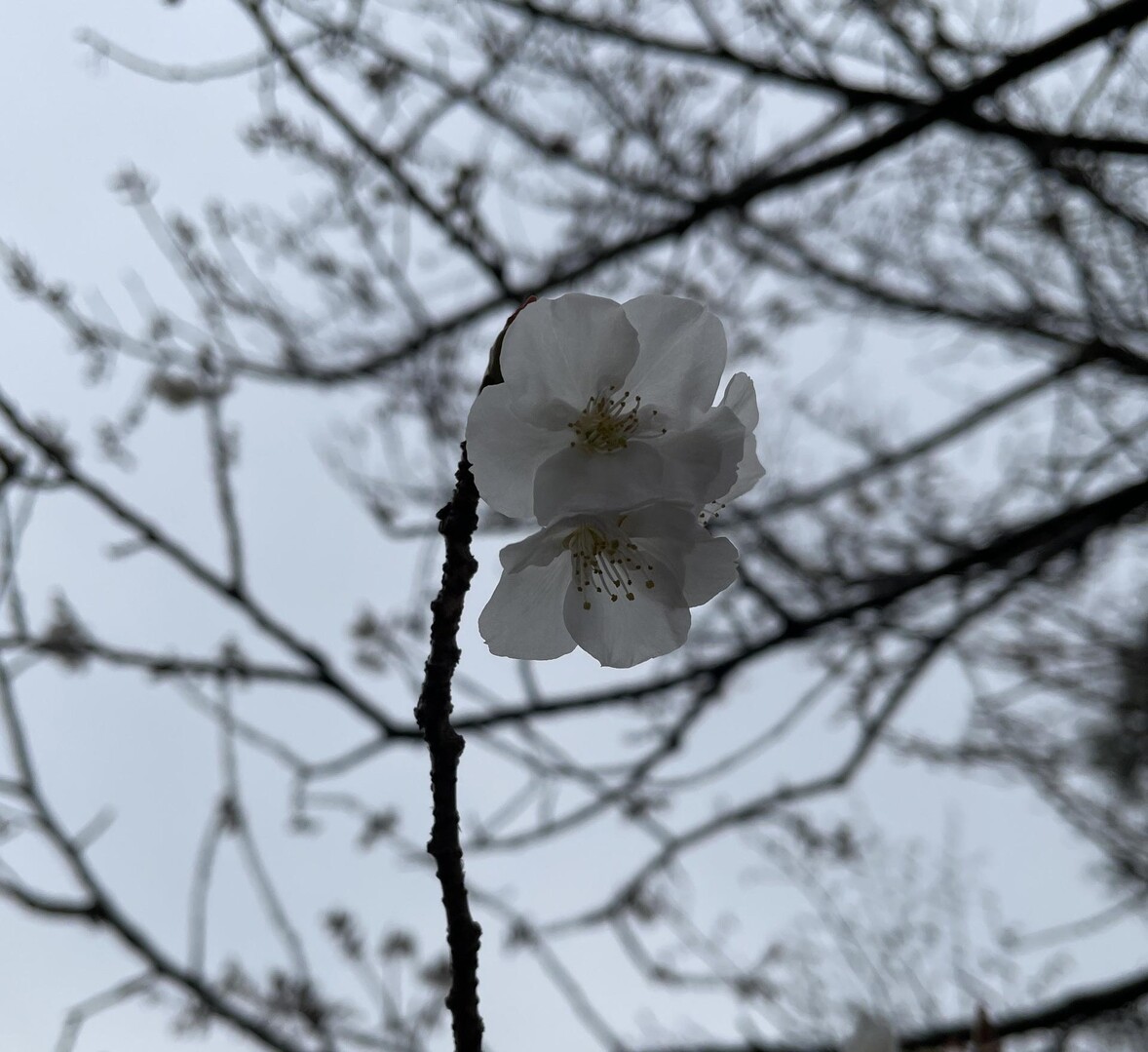 2024.04.01(月) 09:50 / りょうさんのモーメント | YAMAP / ヤマップ