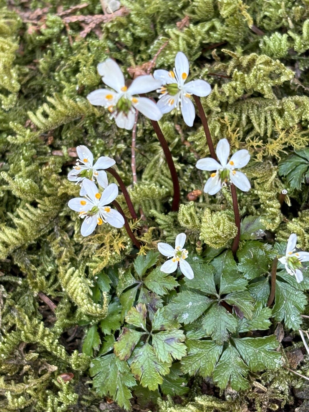 佐川町-牧野公園散策 / 3104（YUKAKO）さんの横倉山の活動データ | YAMAP / ヤマップ