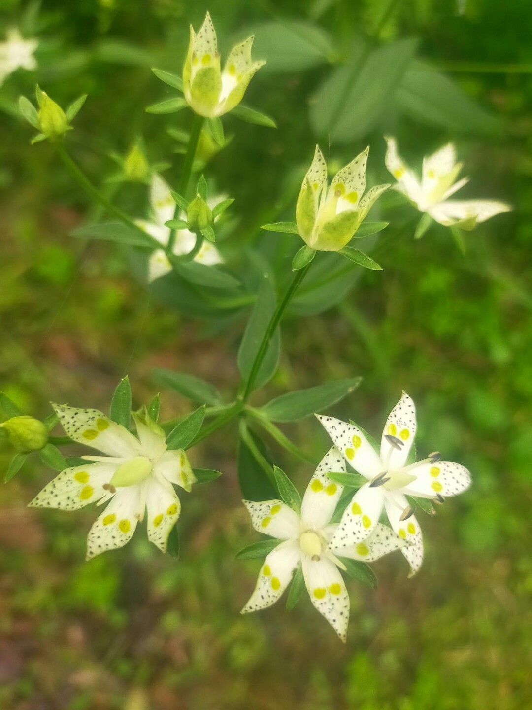 押立山 / bunpakuさんの押立山の活動データ | YAMAP / ヤマップ