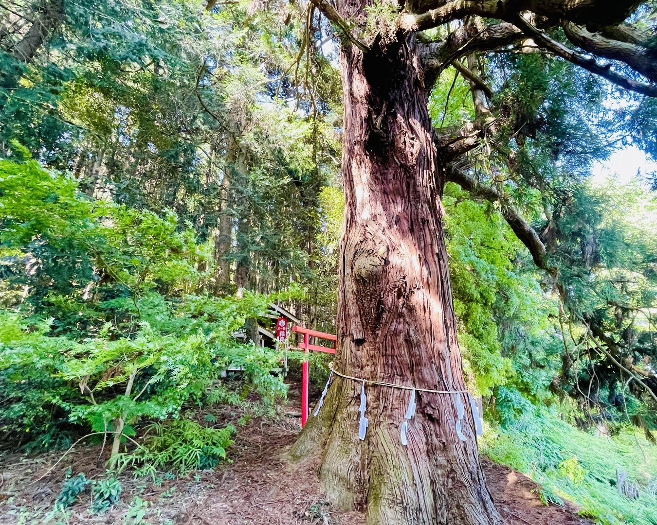 彩の国 north試走 / azunyankoさんのトレイルランニングの活動データ | YAMAP / ヤマップ