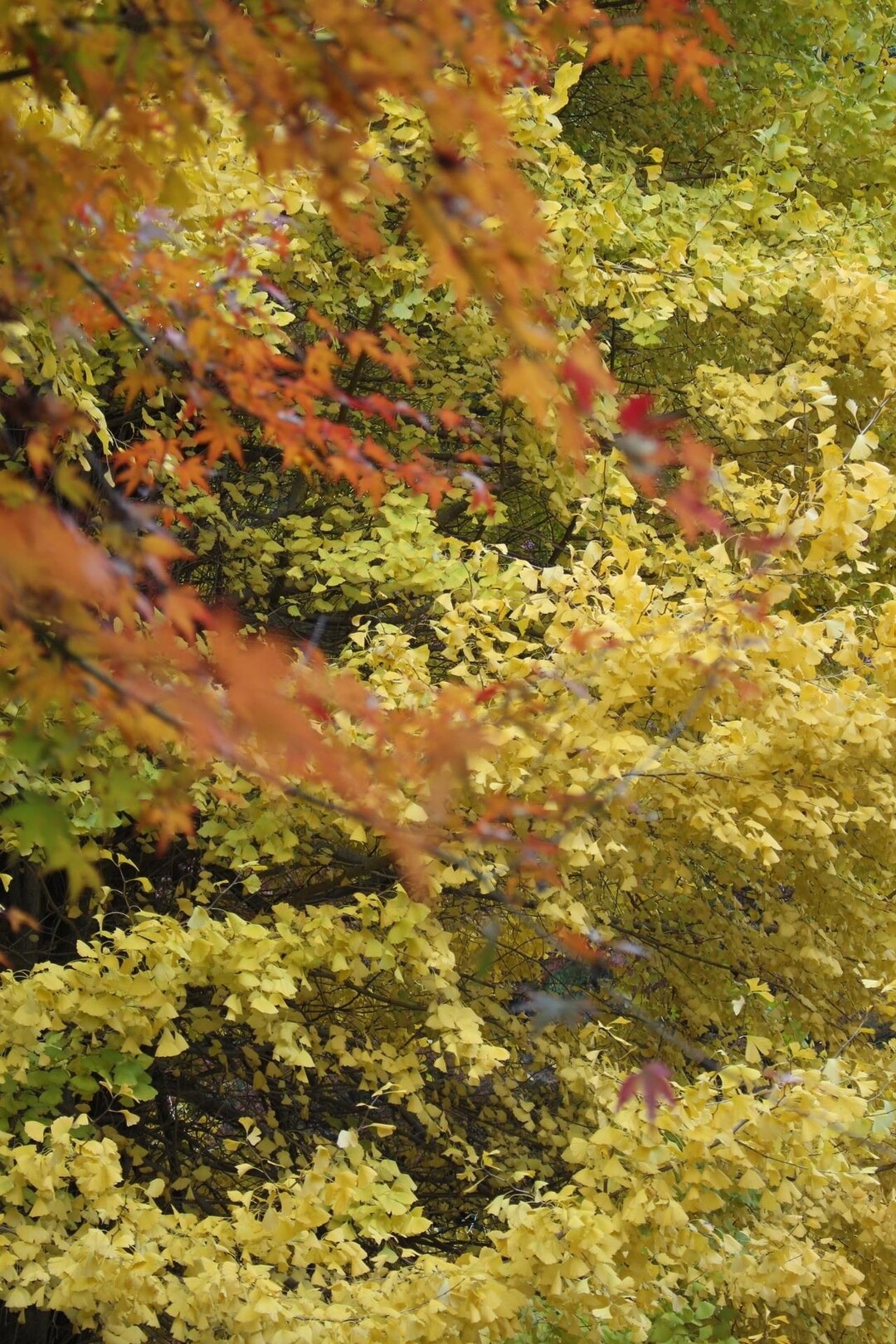 岩殿観音の大イチョウと石坂の森 / sakiさんの坂戸市・鶴ヶ島市の活動日記 | YAMAP / ヤマップ