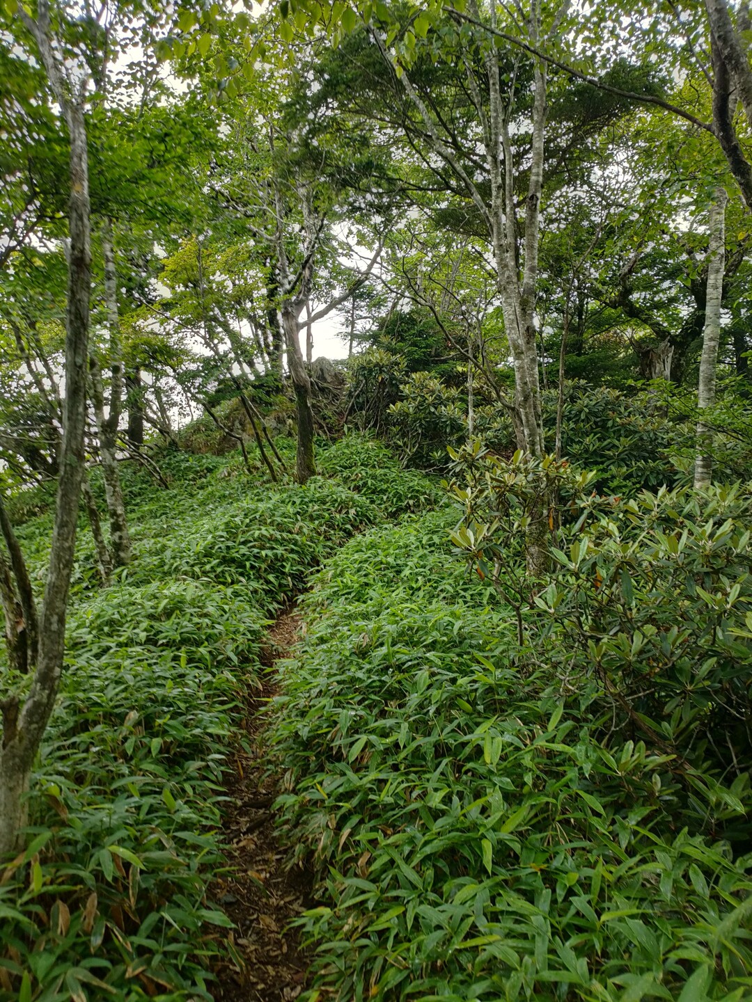 Mamincoさんの投稿したフィールドメモ | YAMAP / ヤマップ