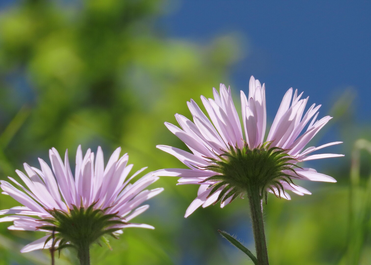 緑深まる花の定天 / chromeさんの余市岳・定山渓天狗岳の活動日記 | YAMAP / ヤマップ