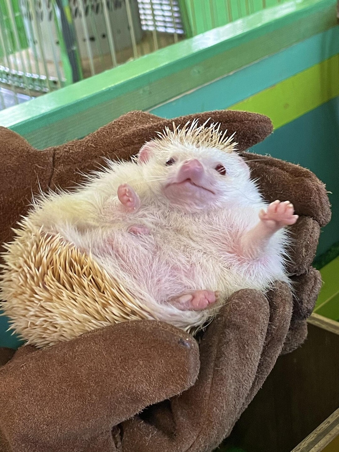 今年も那須に立ち寄り🚙 お昼は登山口... / N☆B☆Jさんのモーメント | YAMAP / ヤマップ