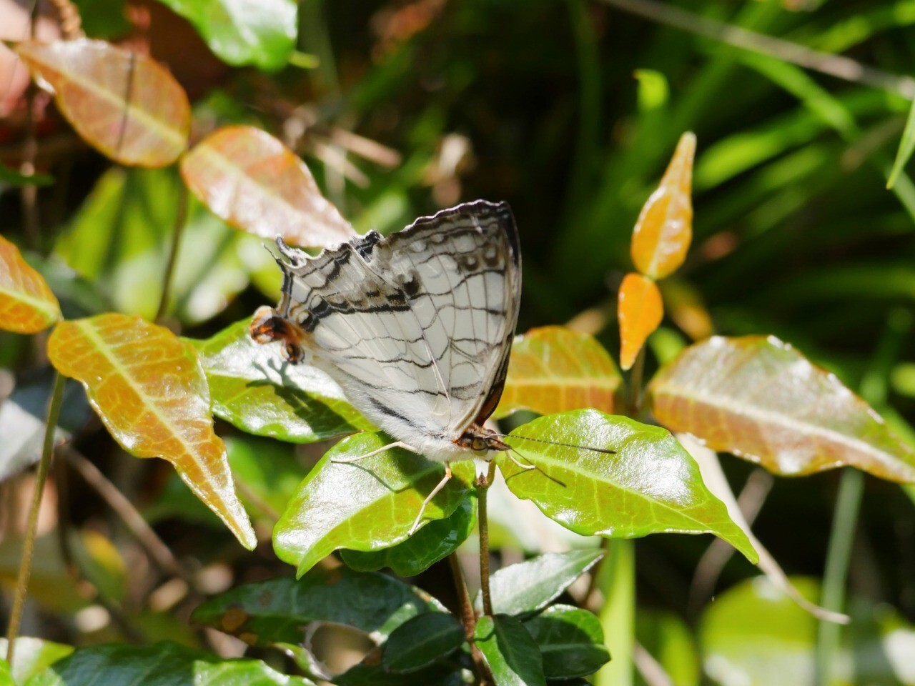 撮ったのは今年の5月三重県で撮りました。... / JICKさんのモーメント | YAMAP / ヤマップ
