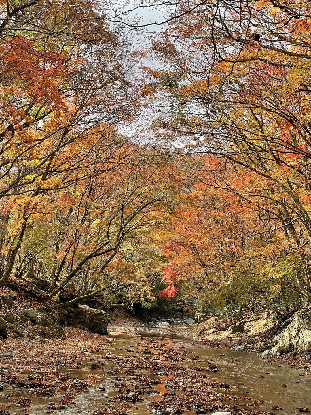 紅葉🍁おかわり！根の平〜鈴鹿の上高地へ / rokoさんの釈迦ヶ岳の活動データ | YAMAP / ヤマップ