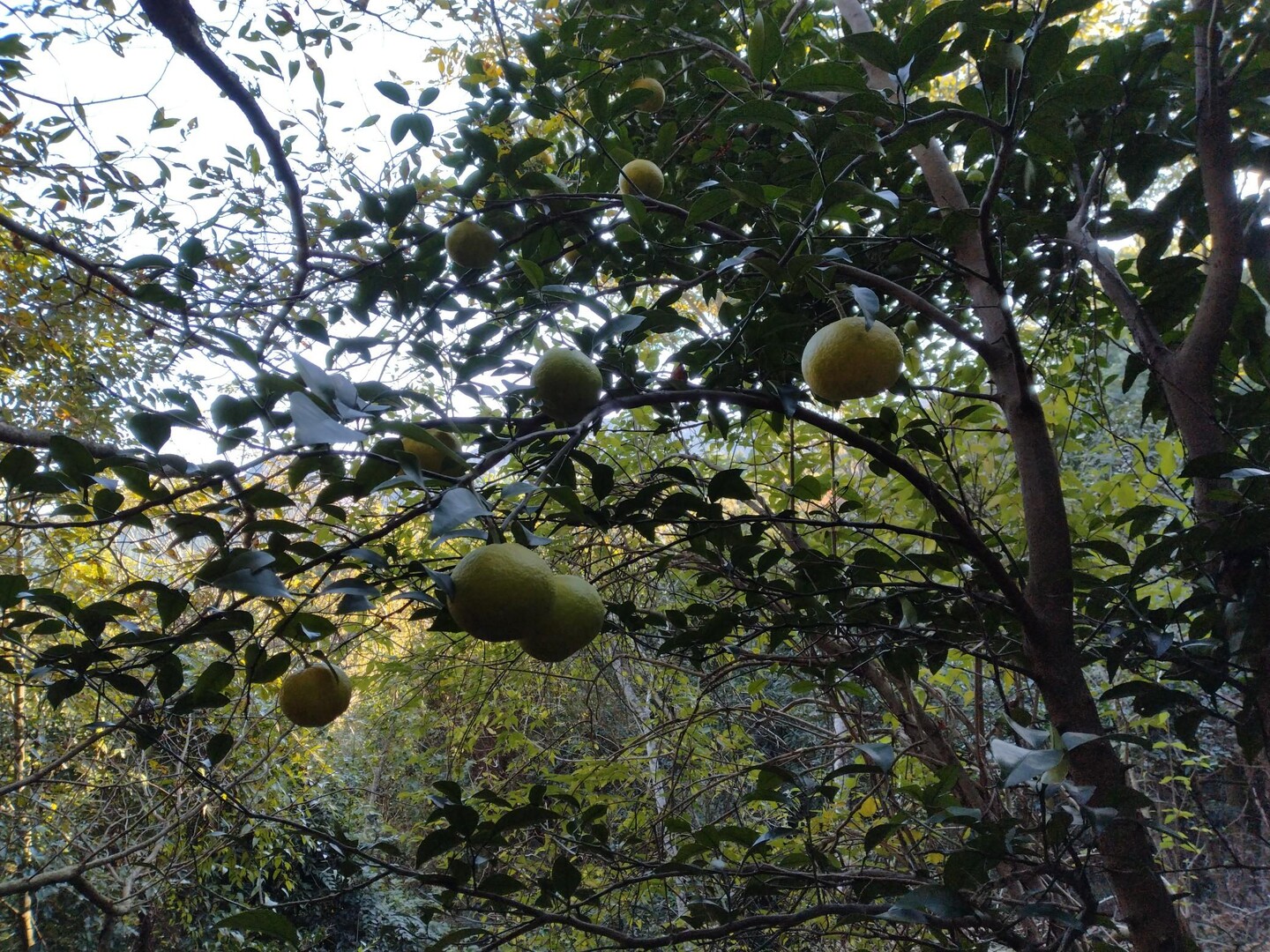 加紫久利神社秋季例大祭祈念-20241123 / malzoさんのウォーキングの活動データ | YAMAP / ヤマップ