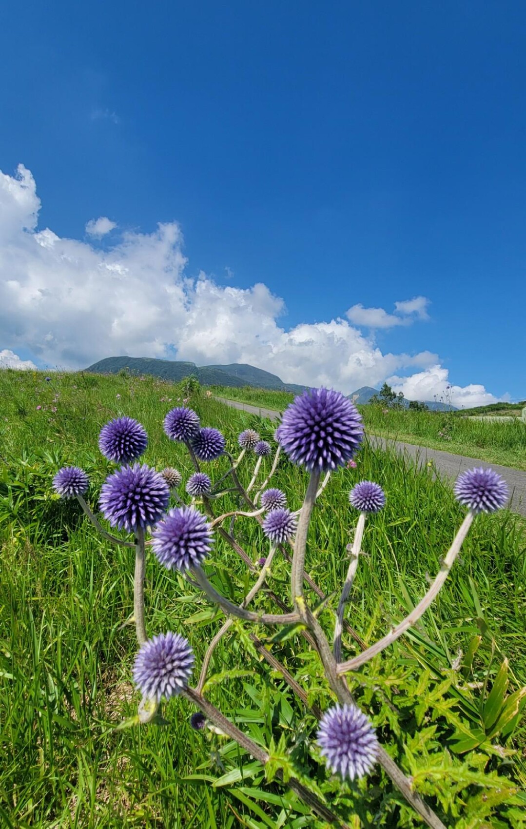 山はお休みしてヒゴタイ公園へ🐝🎶 / wakky!!さんの九重山（久住山）・大船山・星生山の活動日記 | YAMAP / ヤマップ