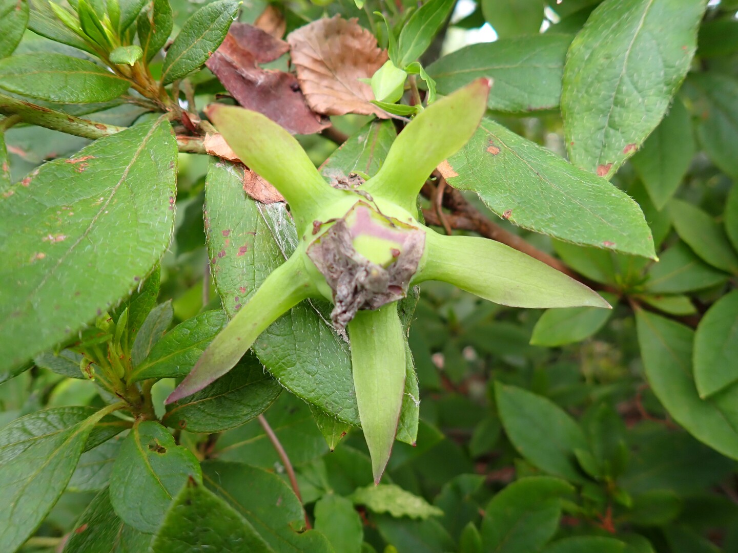 本日は会のクリーンハイク。五家原岳。手際... / S.nekoさんのモーメント | YAMAP / ヤマップ