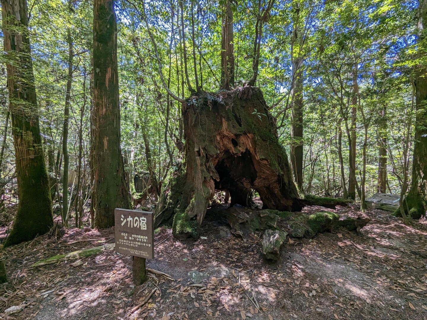 tkhsさんの投稿したフィールドメモ | YAMAP / ヤマップ