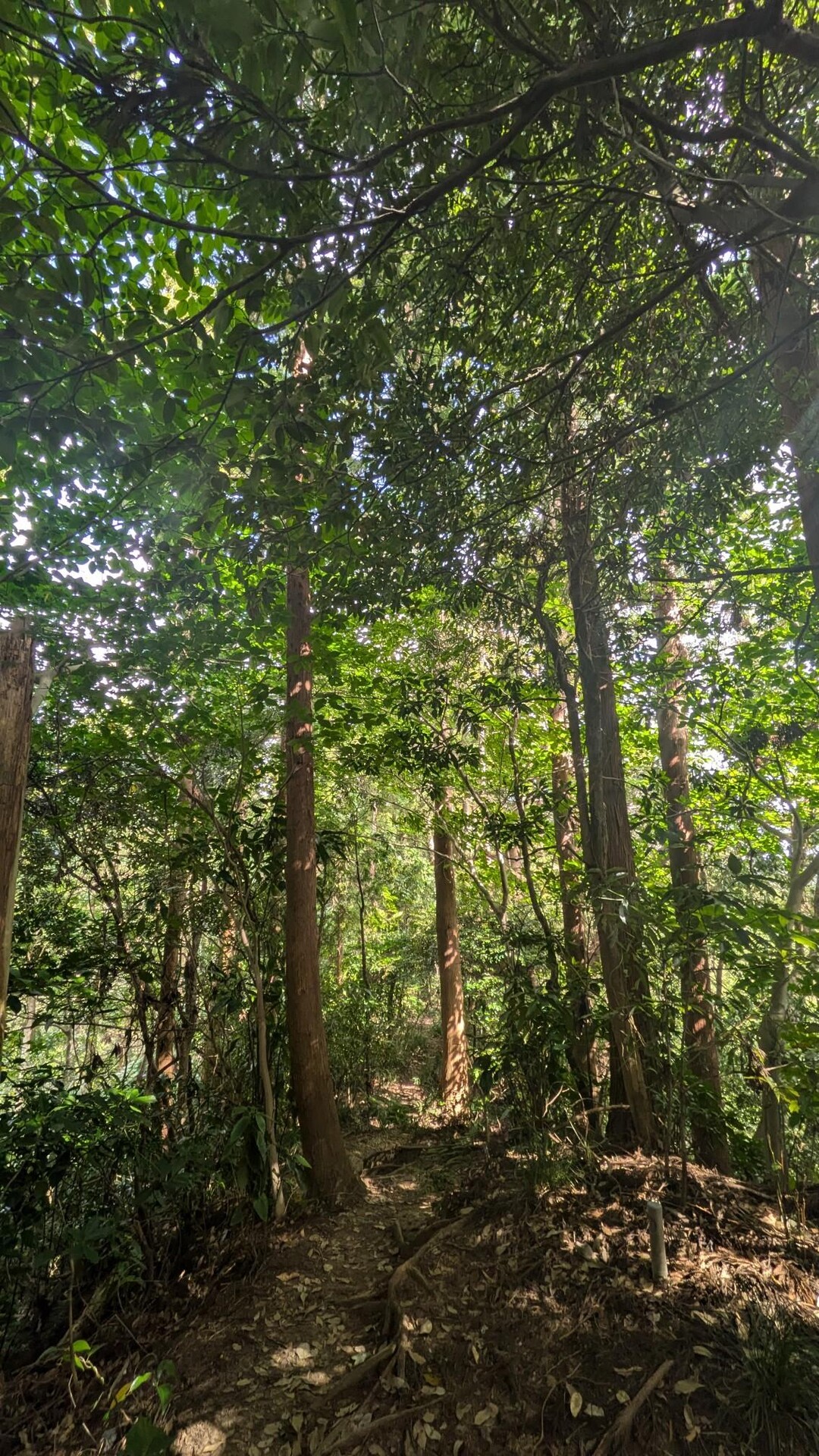 仙元山・観音塚・乳頭山・畠山 / nakameguさんの鎌倉アルプス（大平山・天台山）の活動データ | YAMAP / ヤマップ