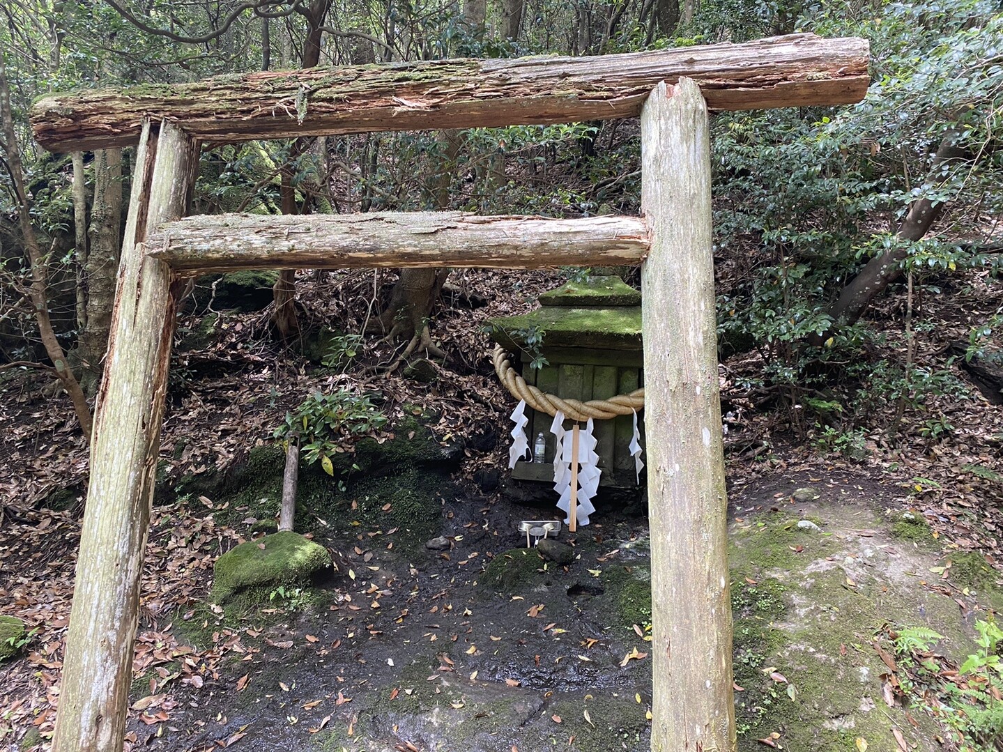 宇佐神宮の御神体を求めて🙏 御許山・雲ヶ岳・米神山の写真27枚目 大元神社から下山を始めるとすぐに水の枯れ Yamap ヤマップ