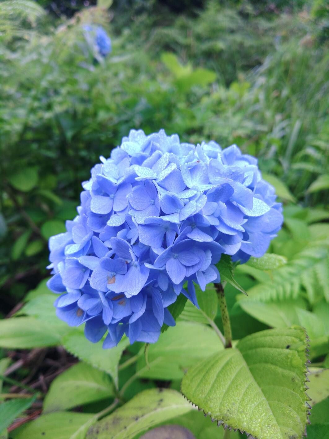 屏風山 / FOKさんの屏風山の活動データ | YAMAP / ヤマップ