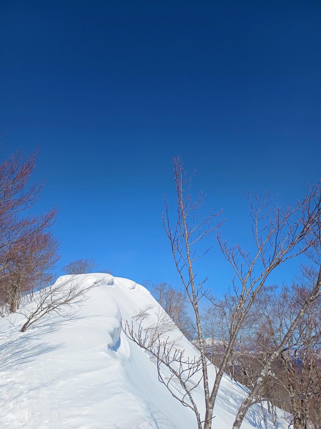荷葉岳 / EMMAさんの荷葉岳の活動データ | YAMAP / ヤマップ