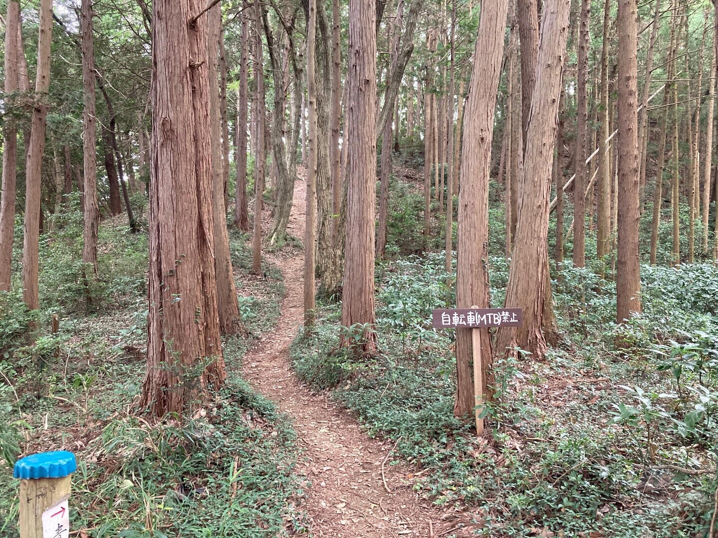 taoさんの投稿したフィールドメモ | YAMAP / ヤマップ