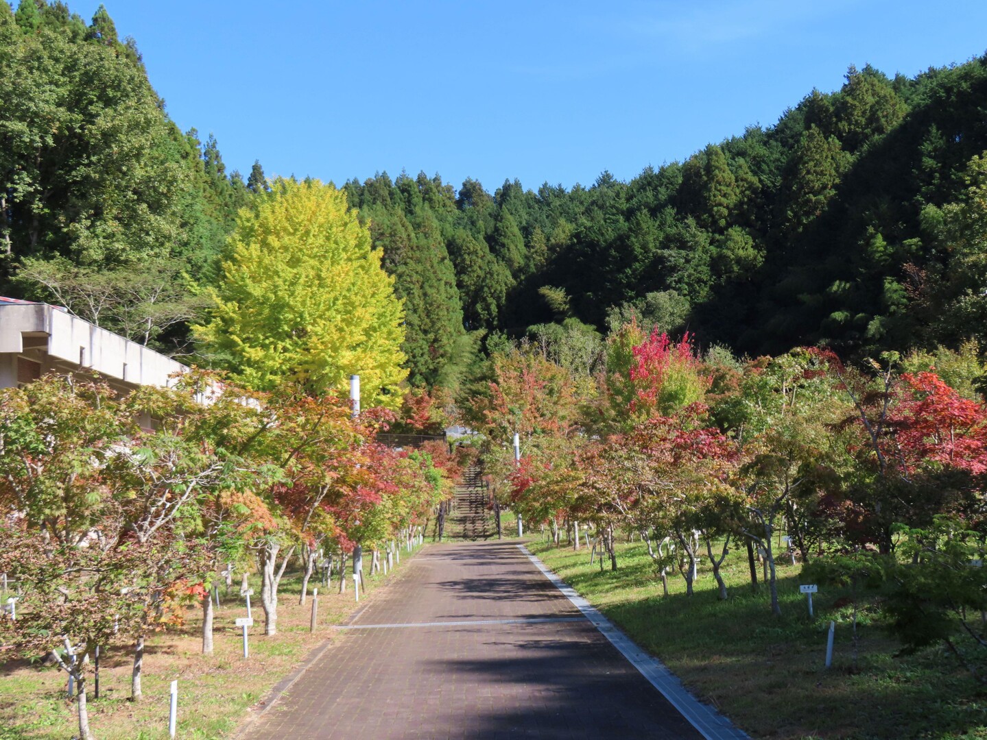 宇陀松山城跡～カエデの郷ひらら🍁 / Howardさんの伊那佐山・井足岳の活動データ | YAMAP / ヤマップ