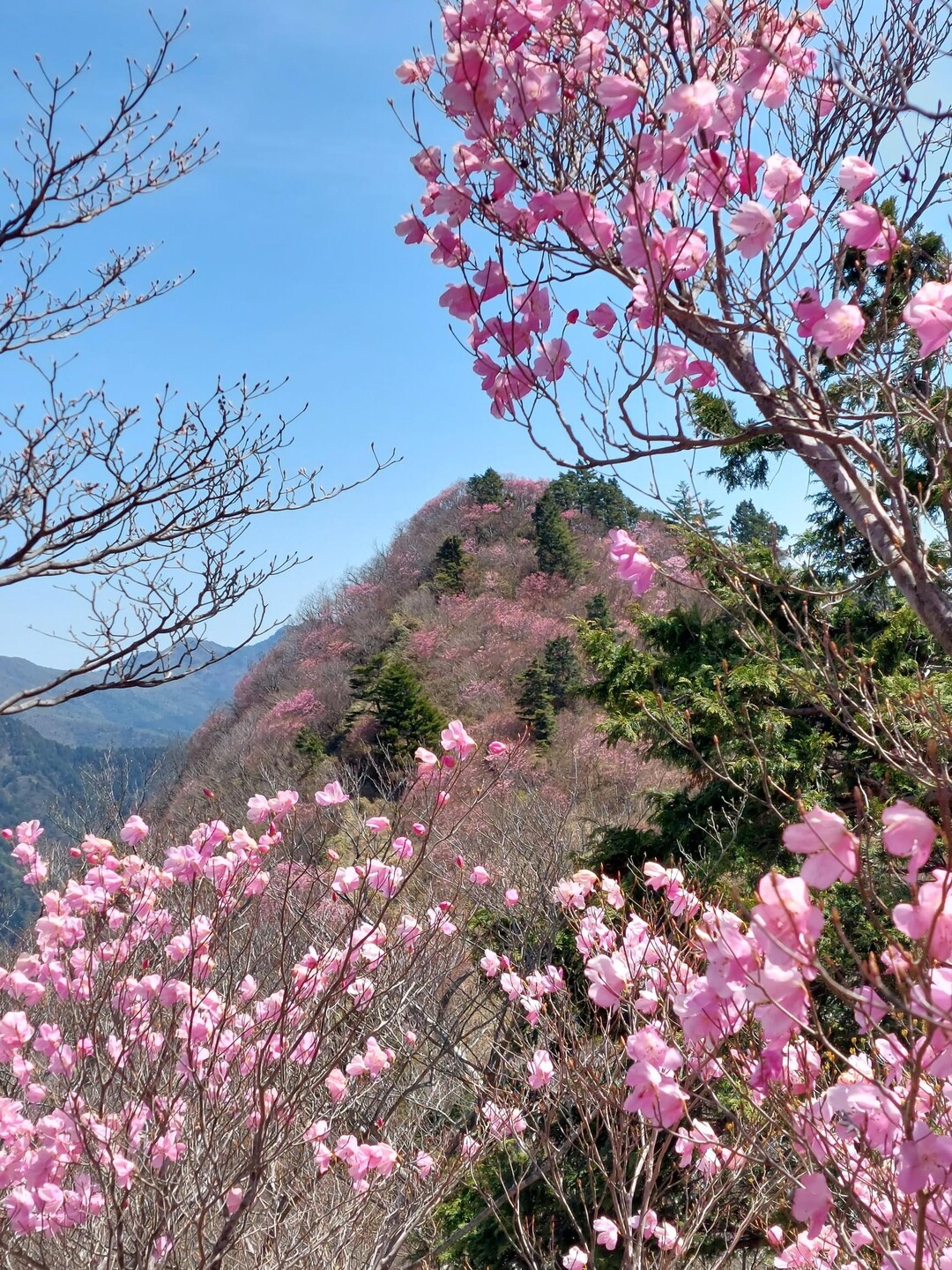 獅子舞の鼻からちちやま別れへ / minさんの笹ヶ峰・寒風山・平家平の活動データ | YAMAP / ヤマップ